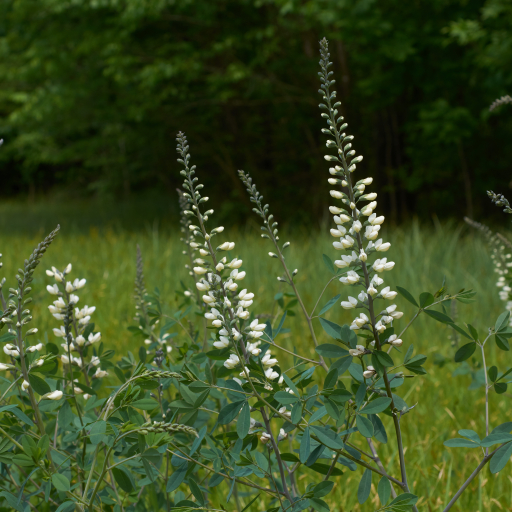 White Wild Indigo Plant Care & How to Grow, Water