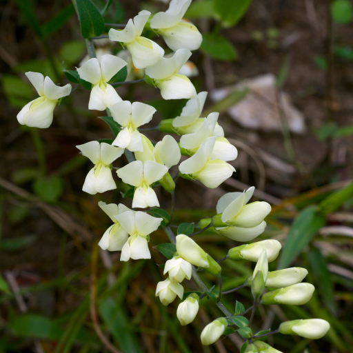 Longbract Wild Indigo (Baptisia Bracteata) Care Guide: Water, Soil ...