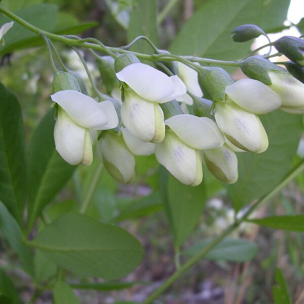 Apalachicola Wild Indigo (Baptisia Megacarpa) Care Guide: Water, Soil ...