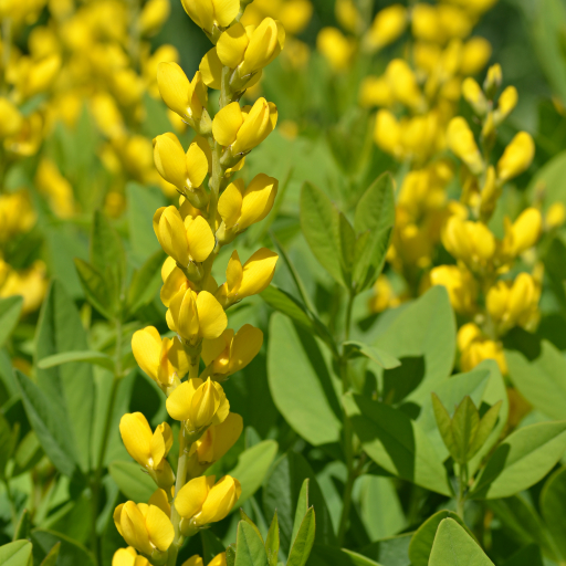 Yellow Wild Indigo (Baptisia Sphaerocarpa) Plant Care & How to Grow, Water