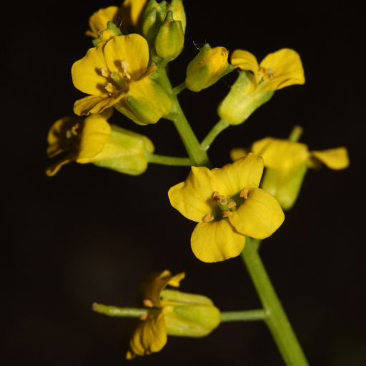 American Yellowrocket (Barbarea Orthoceras) Plant Care & How to Grow, Water