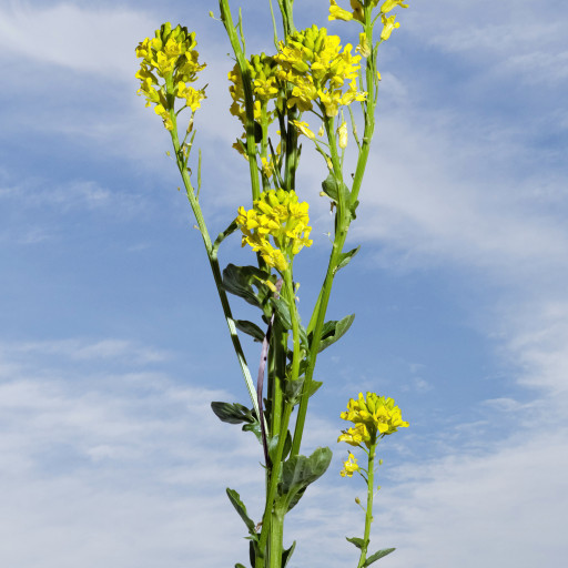 Yellow Rocket (Barbarea Vulgaris) Plant Care & How to Grow, Water
