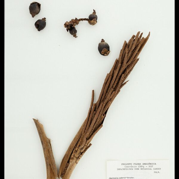 Barcella Odora Plant Care & How to Grow, Water