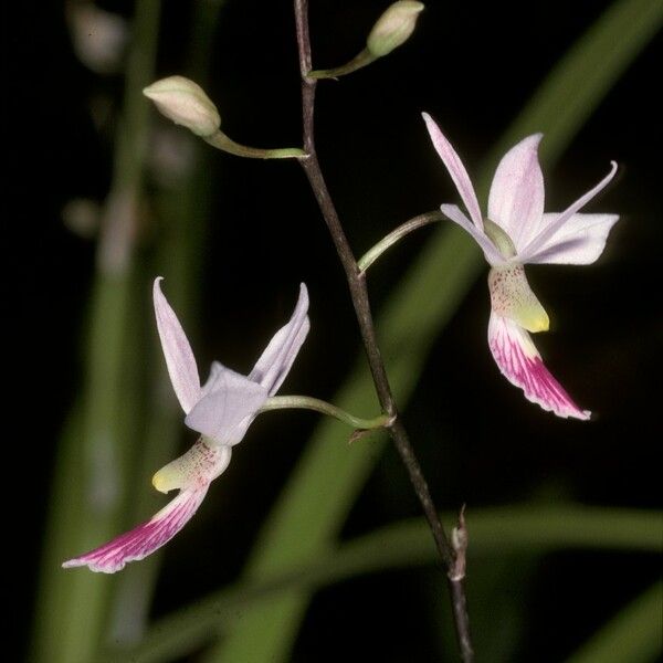 Barkeria Shoemakeri Care Guide: Water, Soil & Propagation - Plantiary