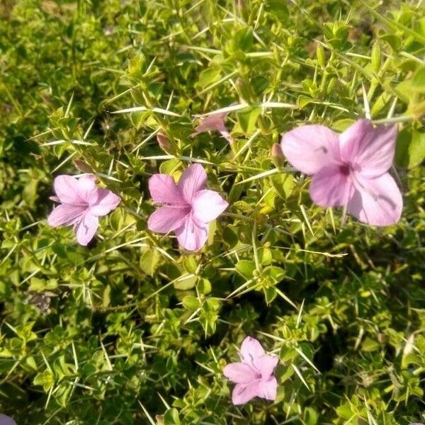 Barleria Buxifolia Plant Care & How to Grow, Water