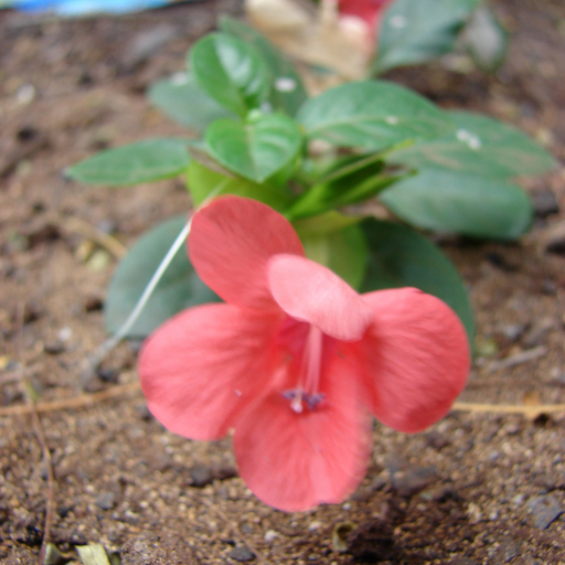 Coral Creeper (Barleria Repens) Plant Care & How to Grow, Water