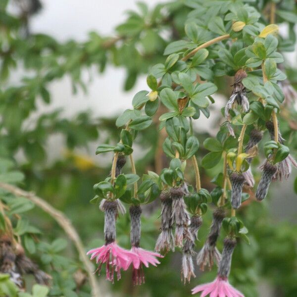 Barnadesia Caryophylla Care Guide: Water, Soil & Propagation - Plantiary