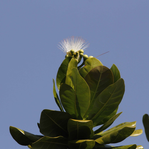Mango-Pine (Barringtonia Asiatica) Plant Care & How to Grow, Water