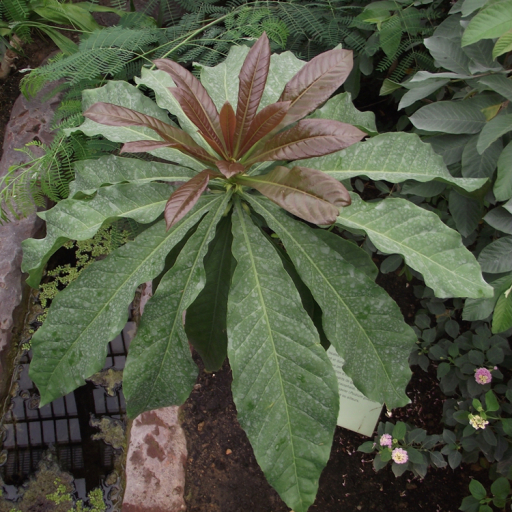 Akendalls Gum (Barringtonia Neocaledonica) Plant Care & How to Grow, Water