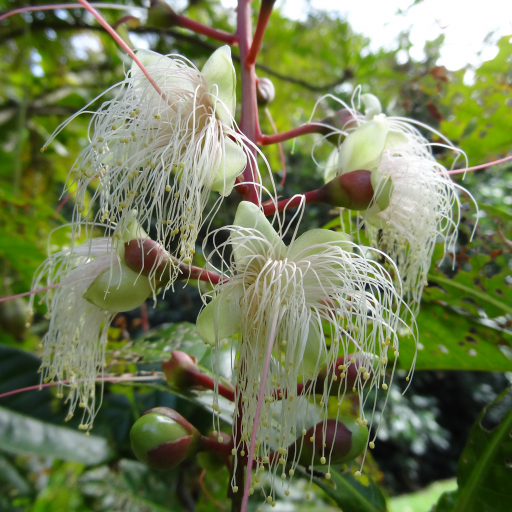 Brackwater Mangrove (Barringtonia Racemosa) Plant Care & How to Grow, Water