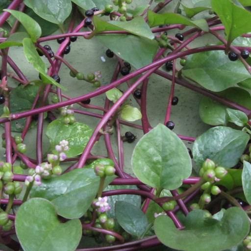 Malabar Spinach (Basella Alba) Plant Care & How to Grow, Water