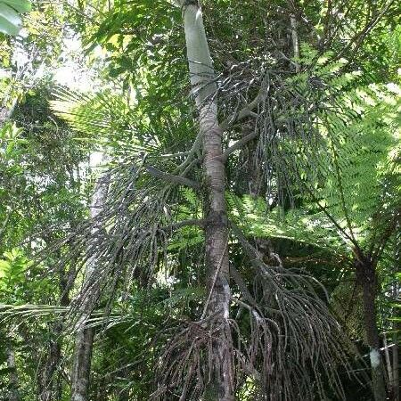 Basselinia Glabrata Care Guide: Water, Soil & Propagation - Plantiary
