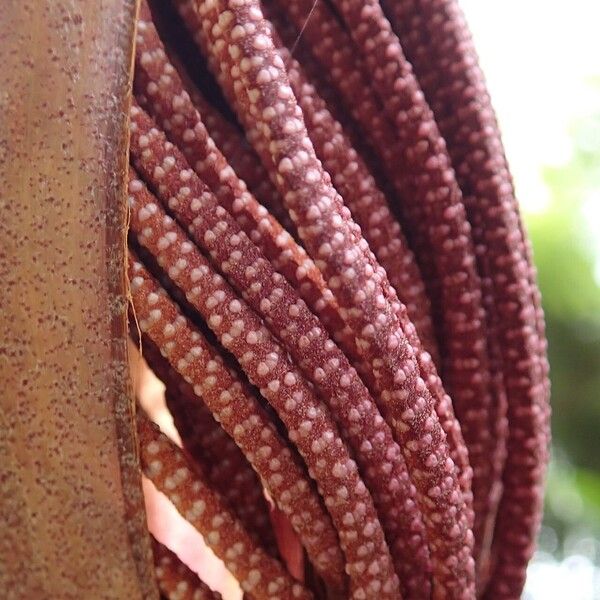 Basselinia Palm (Basselinia Gracilis) Plant Care & How to Grow, Water