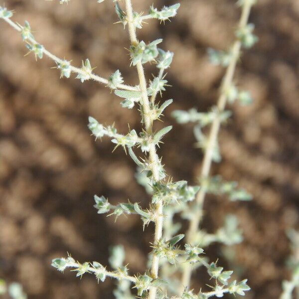 Bassia Muricata Plant Care & How to Grow, Water