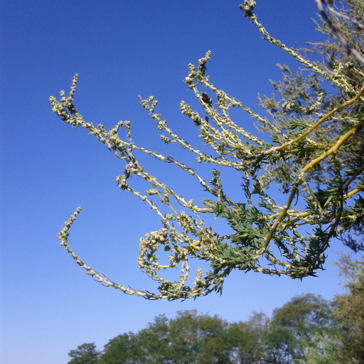 Forage Kochia (Bassia Prostrata) Plant Care & How to Grow, Water