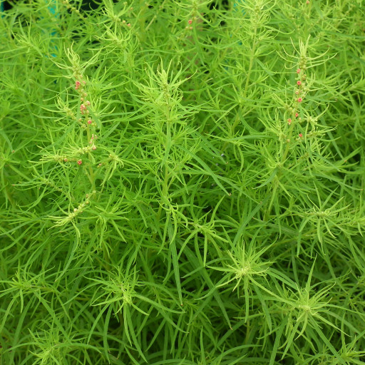 Summer Cypress (Bassia Scoparia) Plant Care & How to Grow, Water