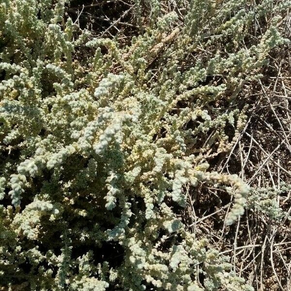 Bassia Tomentosa Plant Care & How to Grow, Water