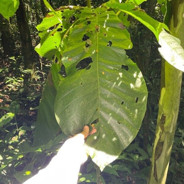 Bathysa Australis Plant Care & How to Grow, Water