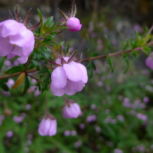 Scots Pine (Pinus Sylvestris) Plant Care & How to Grow, Water