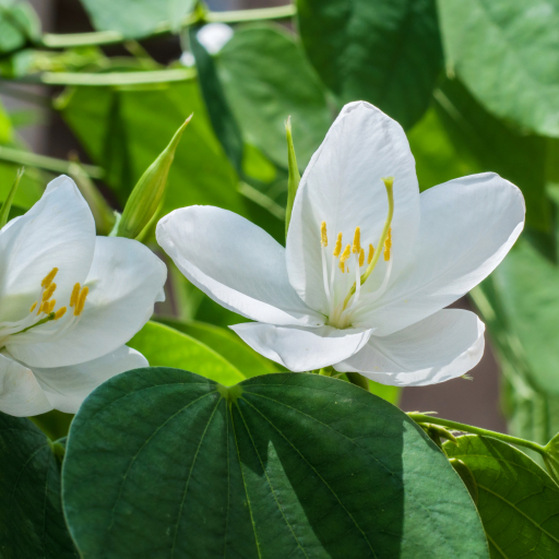 Poinsettia (Euphorbia Pulcherrima) Plant Care & How to Grow, Water