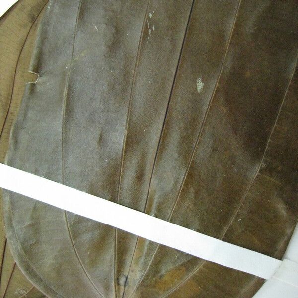 Bauhinia Cinnamomea Plant Care & How to Grow, Water