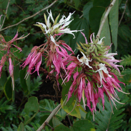Pom Pom Orchid Tree (Bauhinia Divaricata) Plant Care & How to Grow, Water