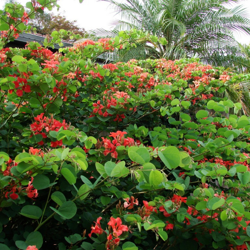 Orchid Tree (Bauhinia Galpinii) Plant Care & How to Grow, Water