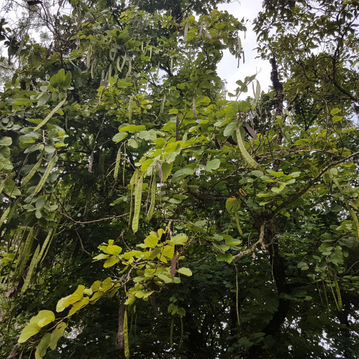 Orchid Tree (Bauhinia Purpurea) Plant Care & How to Grow, Water