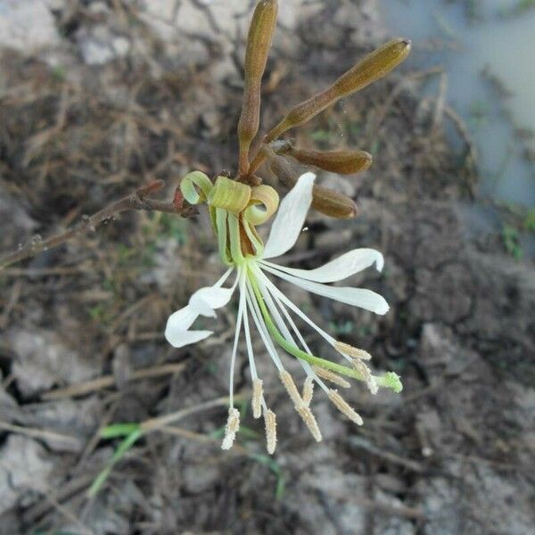 Bauhinia Rufa Plant Care & How to Grow, Water