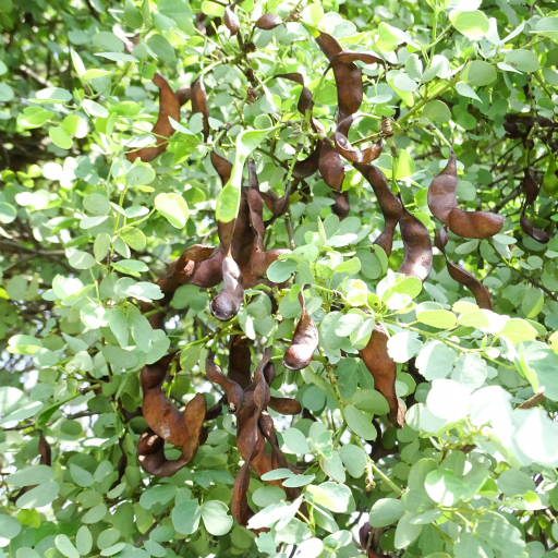 Silver Butterfly Tree (Bauhinia Rufescens) Care Guide: Water, Soil ...