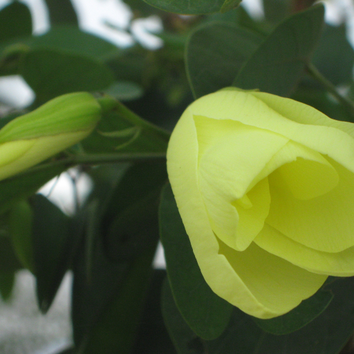 Bell Bauhinia (Bauhinia Tomentosa) Plant Care & How to Grow, Water