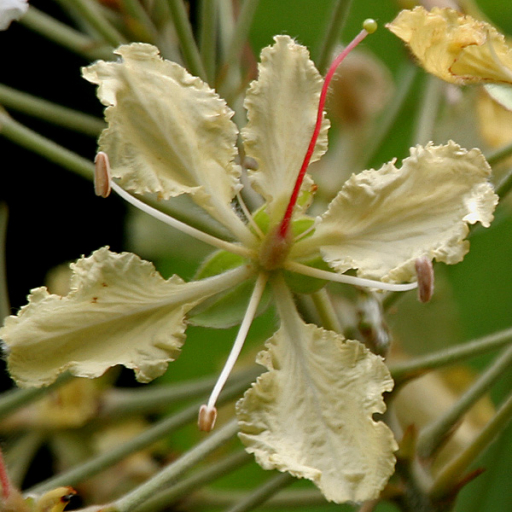 Malu-creeper (Bauhinia Vahlii) Plant Care & How to Grow, Water