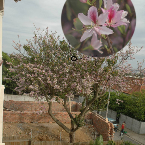 Orchid Tree (Bauhinia Variegata) Plant Care & How to Grow, Water