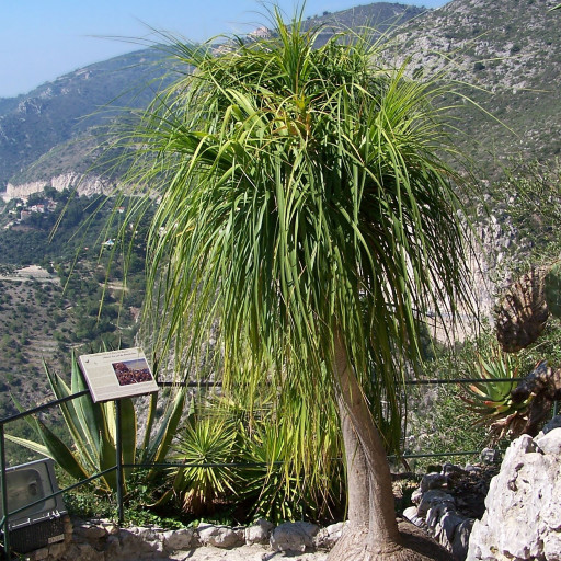 Ponytail Palm (Beaucarnea Recurvata) Plant Care & How to Grow, Water