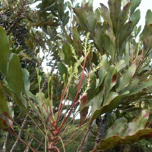 Beauprea Balansae Plant Care & How to Grow, Water