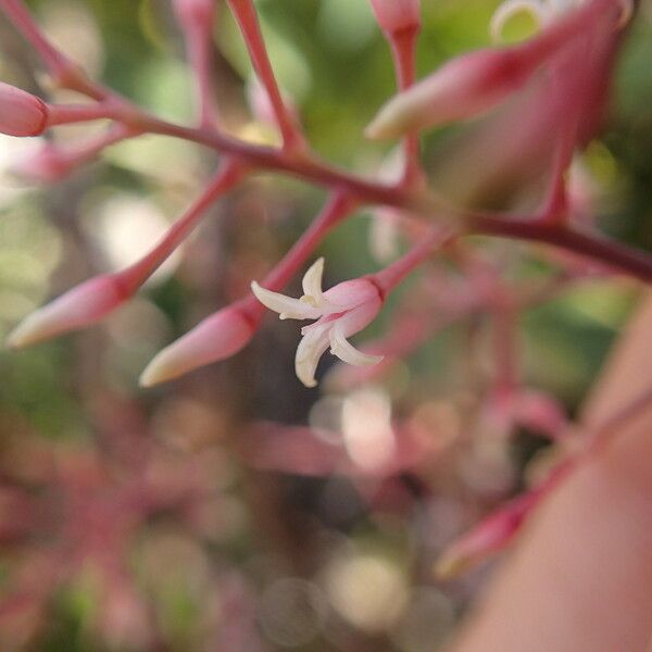 Beauprea Gracilis Care Guide: Water, Soil & Propagation - Plantiary