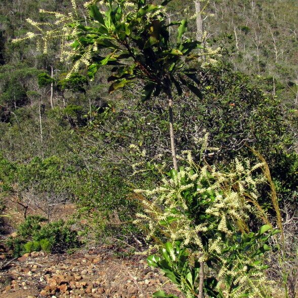 Beauprea Neglecta Plant Care & How to Grow, Water