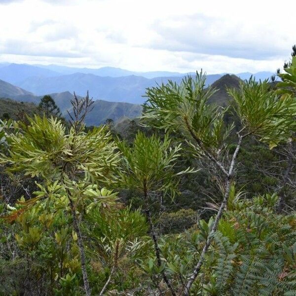 Beauprea Pancheri Plant Care & How to Grow, Water