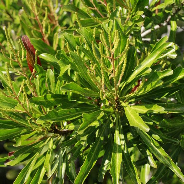 Beauprea Spathulifolia Plant Care & How to Grow, Water