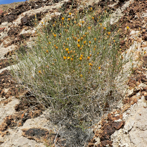 Sweetbush Bebbia Juncea Plant Care And How To Grow Water