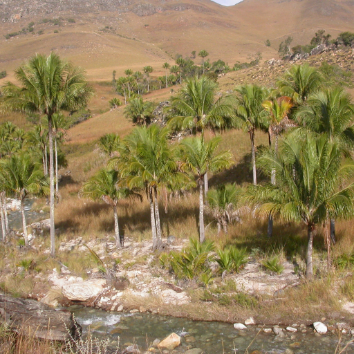 Beccariophoenix Alfredii Plant Care & How to Grow, Water