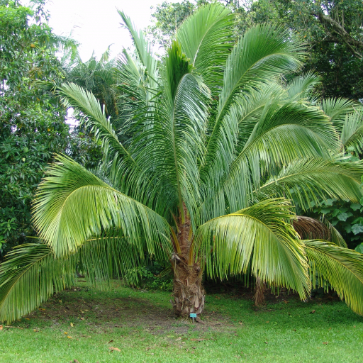 Giant Windowpane Palm (Beccariophoenix Madagascariensis) Plant Care ...