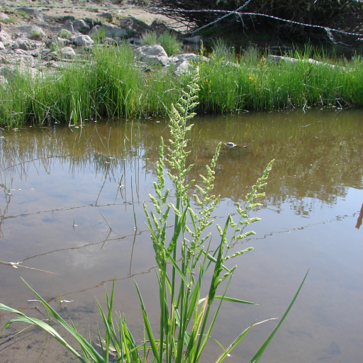 American Slough Grass (Beckmannia Syzigachne) Plant Care & How to Grow ...