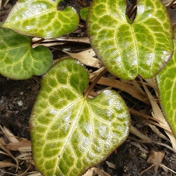 Ginger Leaf False Bugbane (Beesia Calthifolia) Plant Care & How to Grow ...
