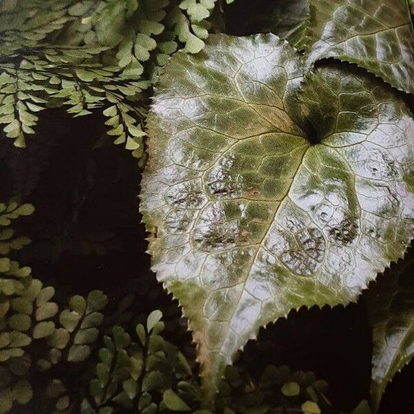 Beesia Deltophylla Plant Care & How to Grow, Water