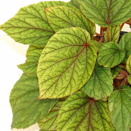 Begonia Abdullahpieei Care Guide: Water, Soil & Propagation - Plantiary