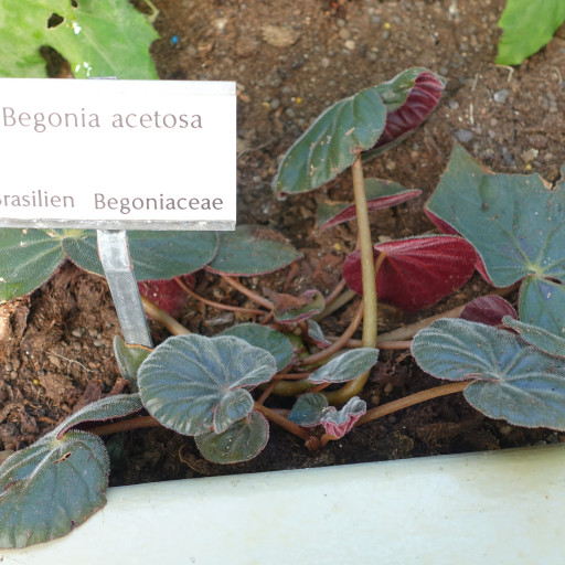 Lilypad Begonia (Begonia Acetosa) Plant Care & How to Grow, Water