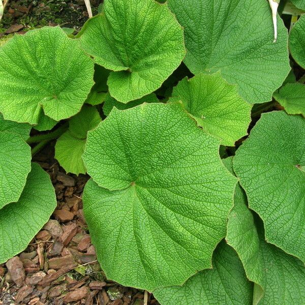 Little White Fairy Begonia (Begonia Acida) Care Guide: Water, Soil ...