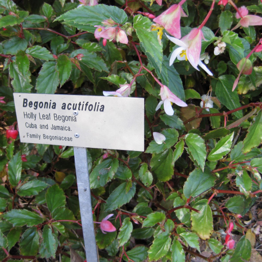 Holly-Leaf Begonia (Begonia Acutifolia) Plant Care & How to Grow, Water