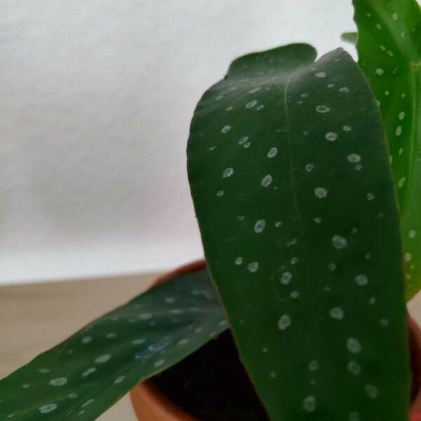 Cannonball Tree (Couroupita Guianensis) Plant Care & How to Grow, Water